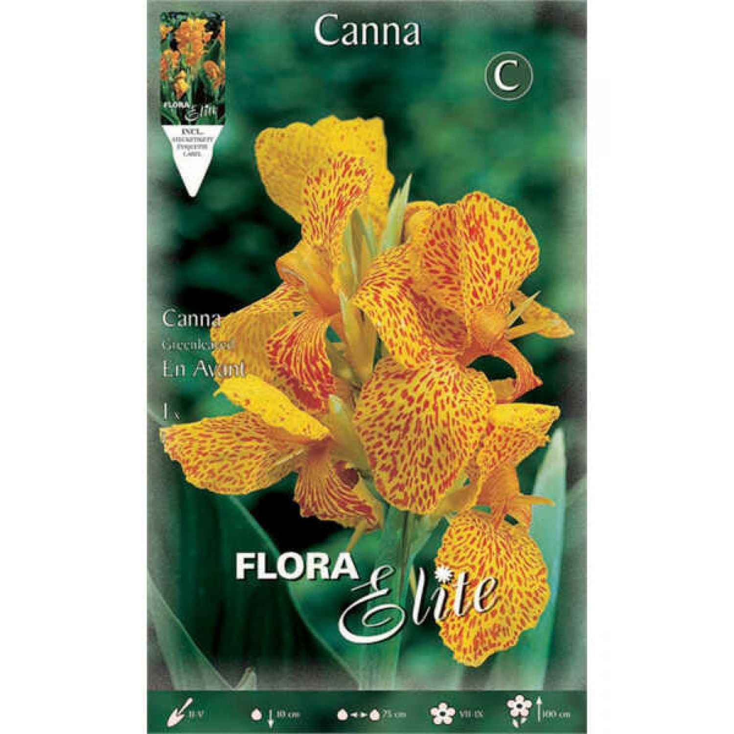 Canna Lily En Avant (Canna ‘En Avant’) Rhizome