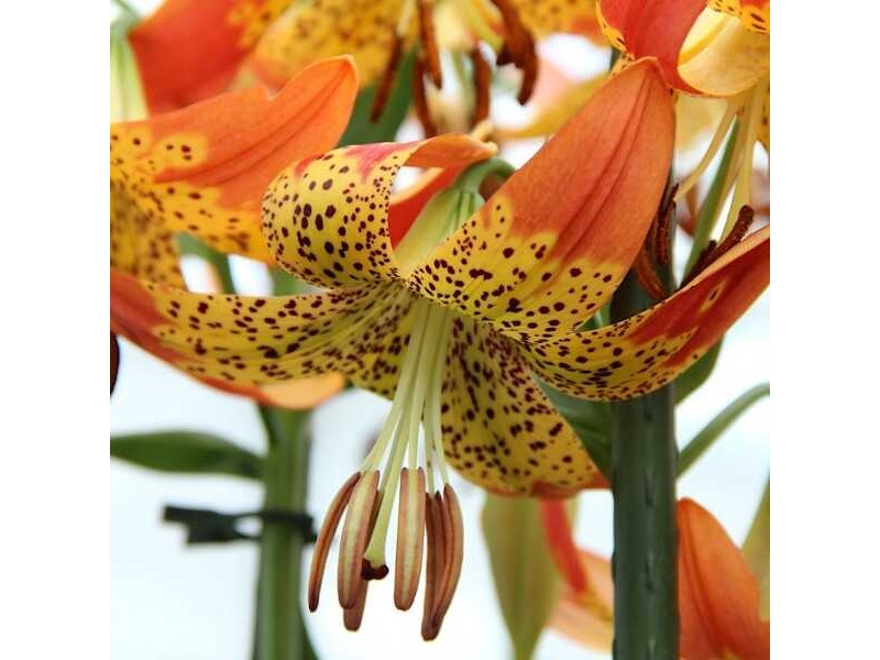 Fusion Lilies Yellow - Orange (Lilium 'Fusion') Bulbs