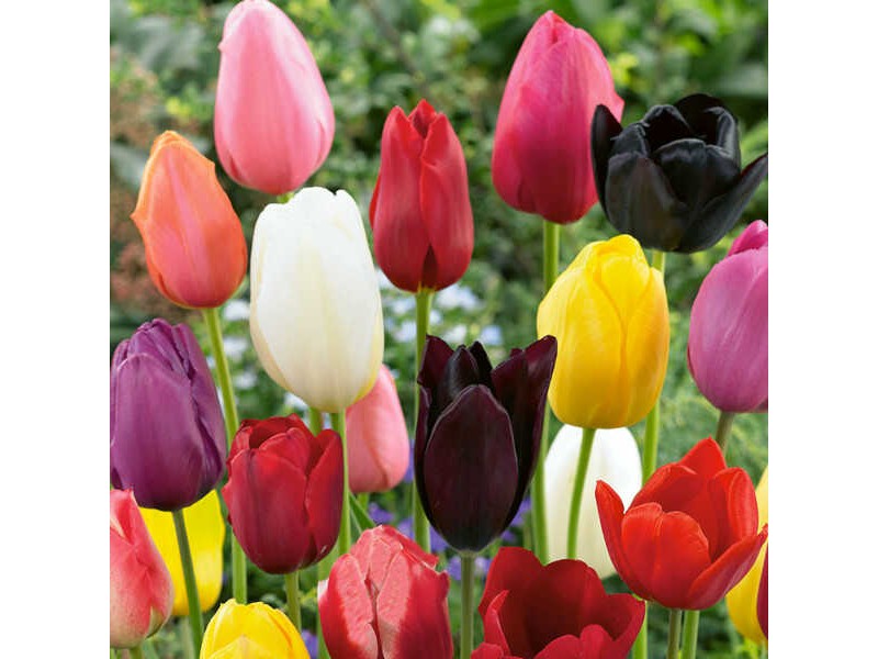 Tulips Classic Mix (Tulipa spp.) Bulbs - Fall Planting