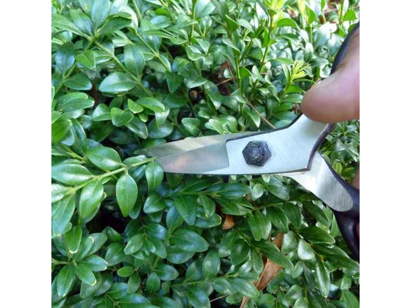 Bonsai Scissors 55mm OKATSUNE 203 Medium Model