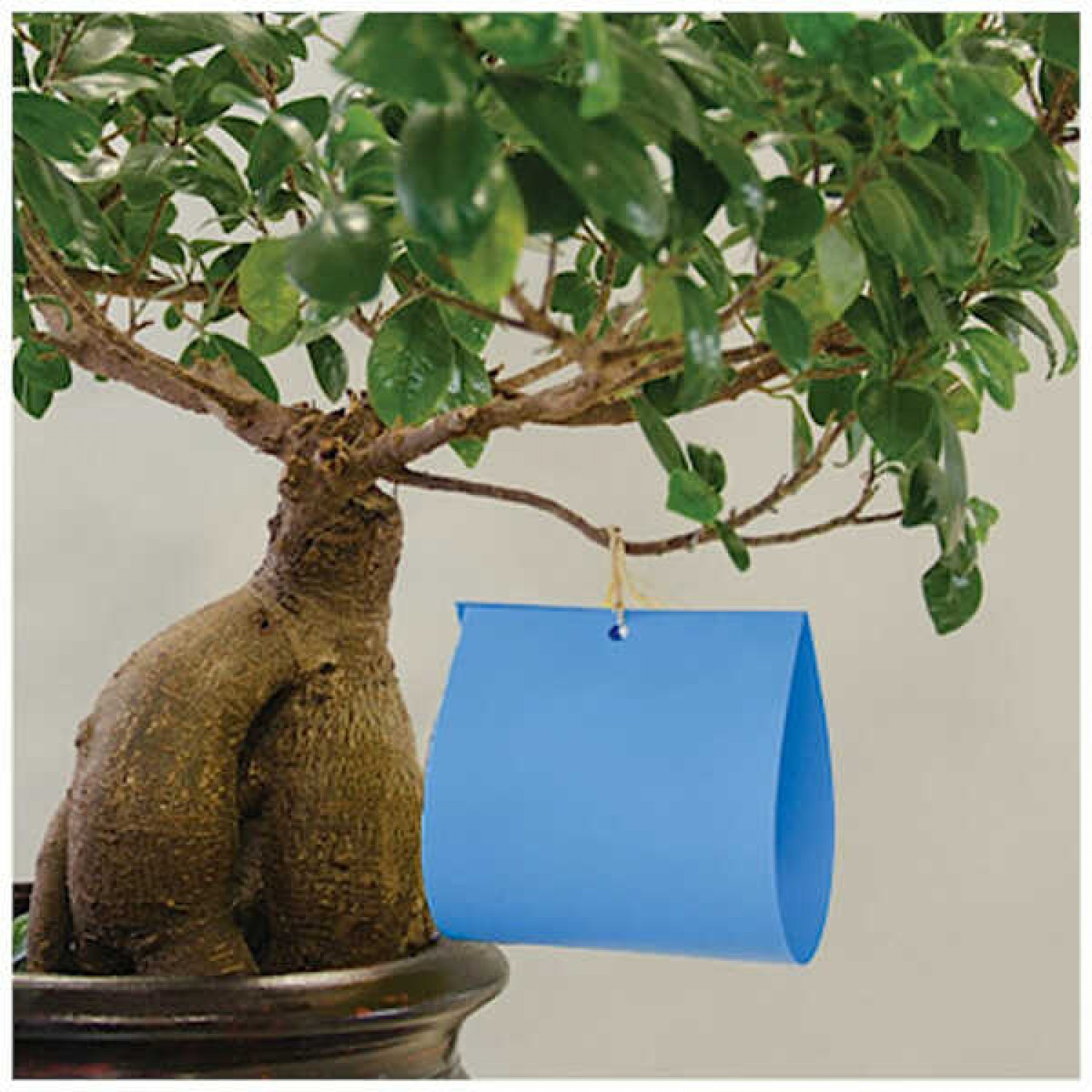 Dual-Sided Blue Sticky Traps 10x23cm (10pcs)