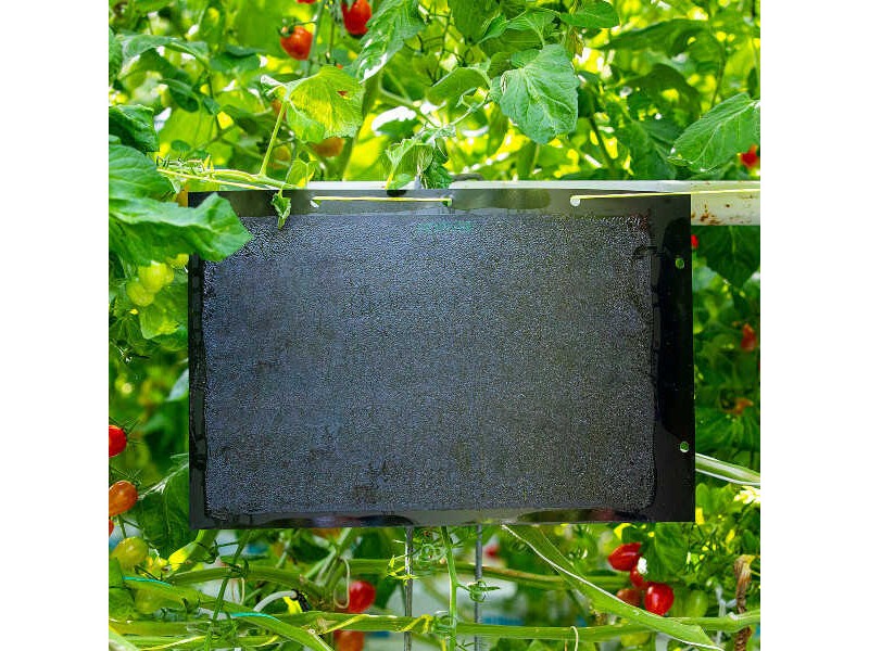 Dual-Sided Black Sticky Traps 40x23cm (10pcs) for Tuta