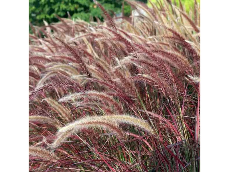 Purple Fountain Grass (Pennisetum setaceum 'Rubrum') Plant