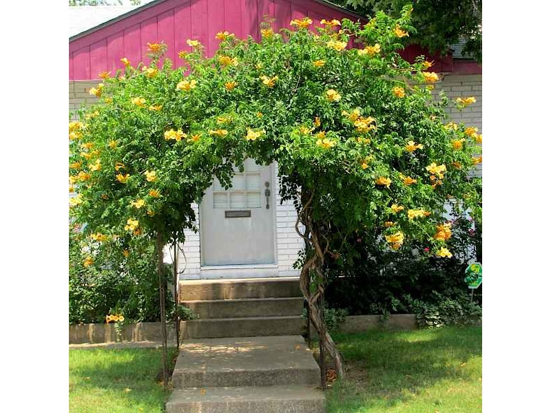 Yellow Trumpet Vine (Campsis radicans 'Flava') Climbing Plant