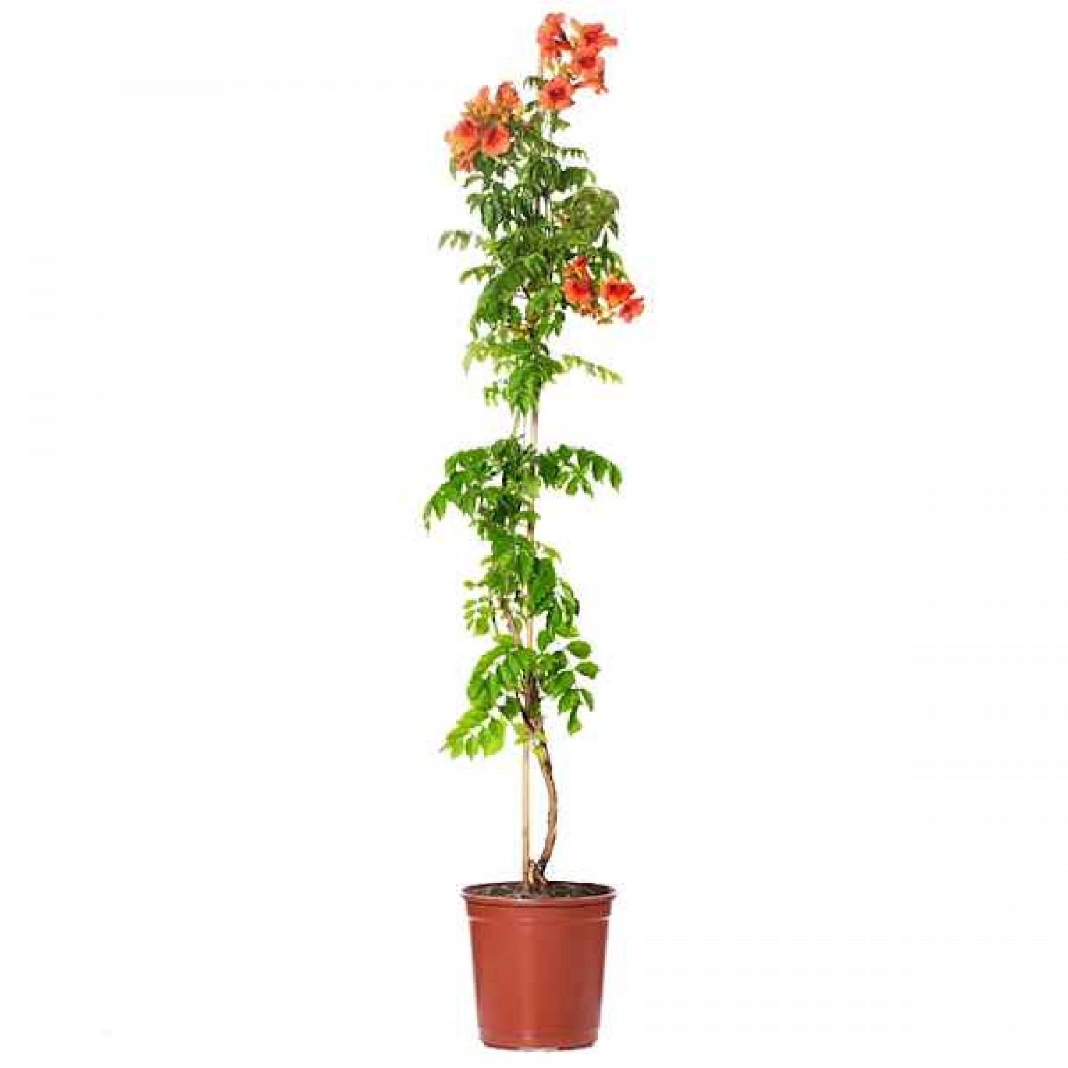 Chinese Trumpet Vine (Campsis grandiflora) Vine Plant