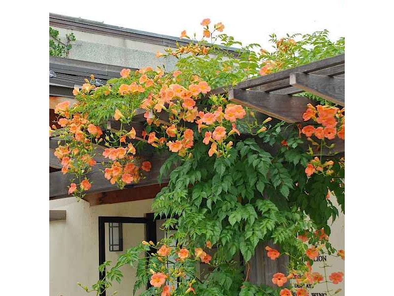 Chinese Trumpet Vine (Campsis grandiflora) Vine Plant