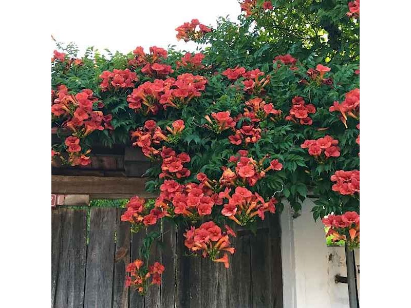 Chinese Trumpet Vine (Campsis grandiflora) Vine Plant