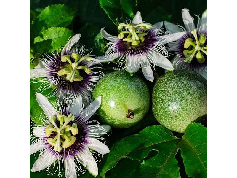 Passion Fruit (Passiflora edulis) Climbing Plant