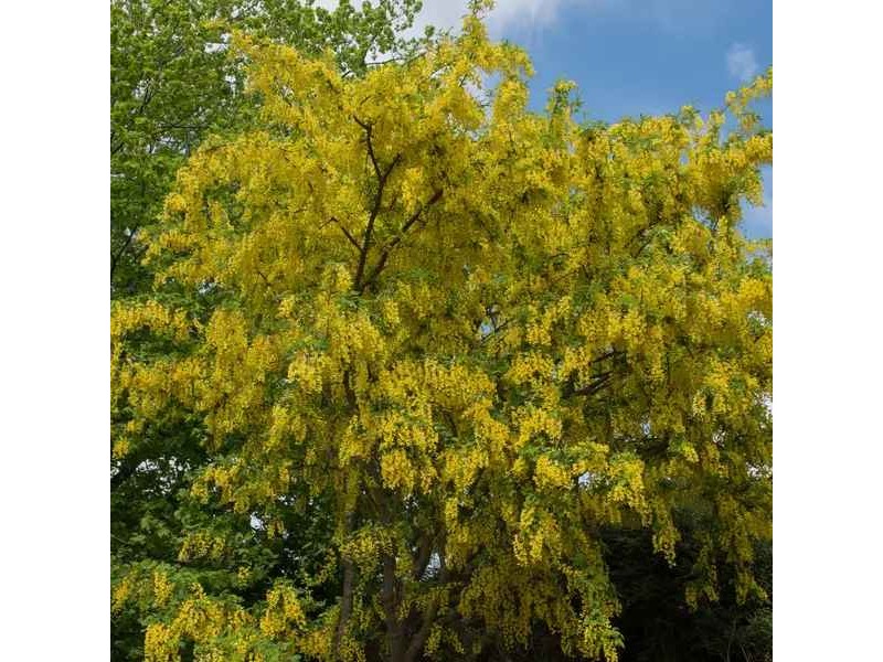 Common Laburnum-Golden Rain-Laburnum anagyroides Shrub