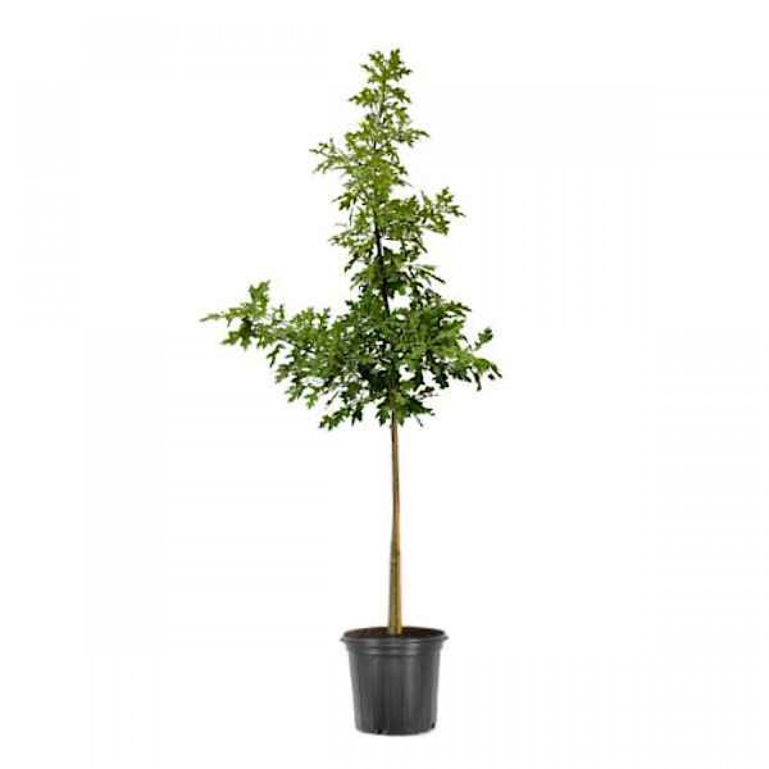 Spanish Oak (Quercus palustris) Tree