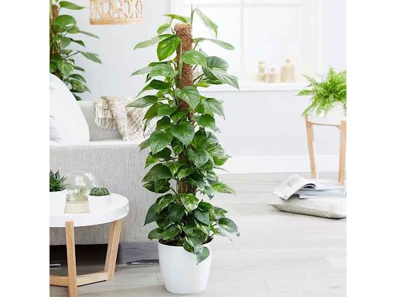 Devil's Ivy or Golden Pothos (Epipremnum aureum) Vine