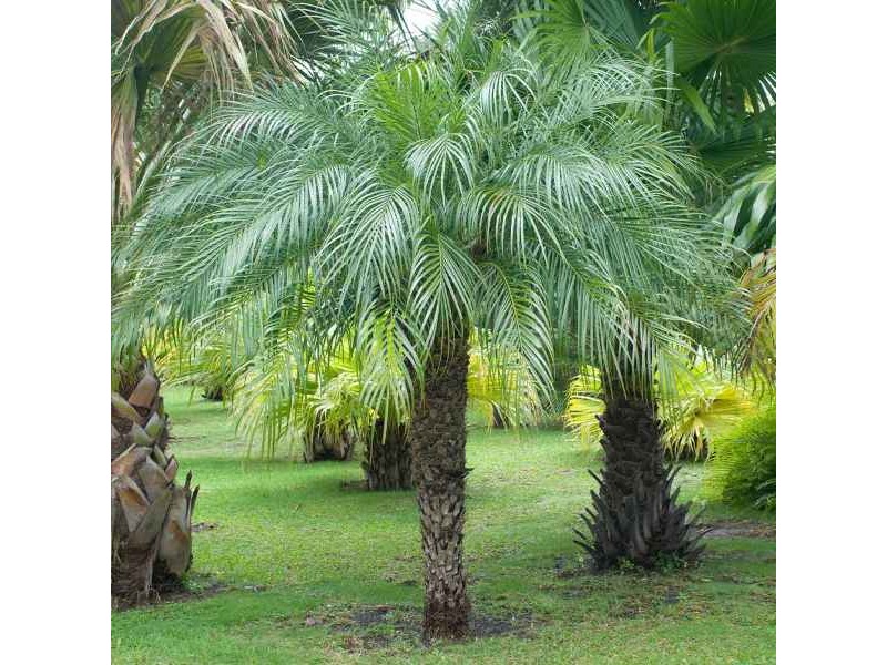 Dwarf Date Palm or Robellini Palm Phoenix roebelenii