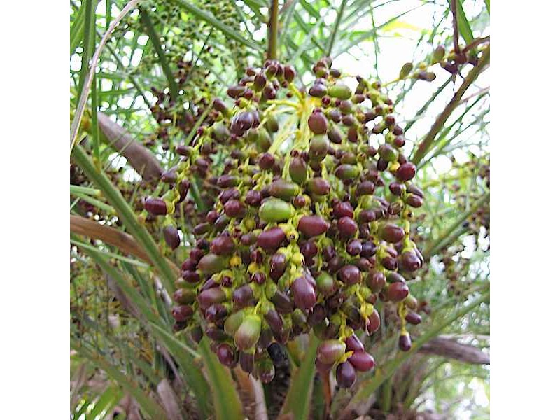 Dwarf Date Palm or Robellini Palm (Phoenix roebelenii)