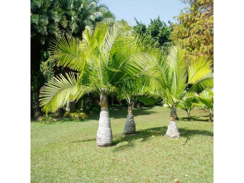 Majesty Palm (Ravenea rivularis) Plant - Palm Trees