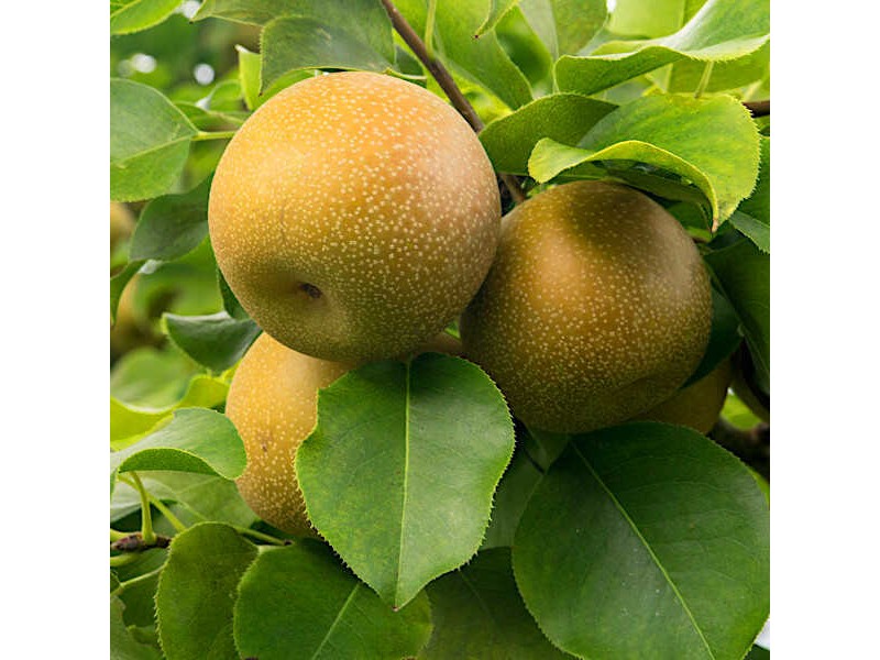 Japanese Pear or Nashi Pear Trees (Pyrus pyrifolia)