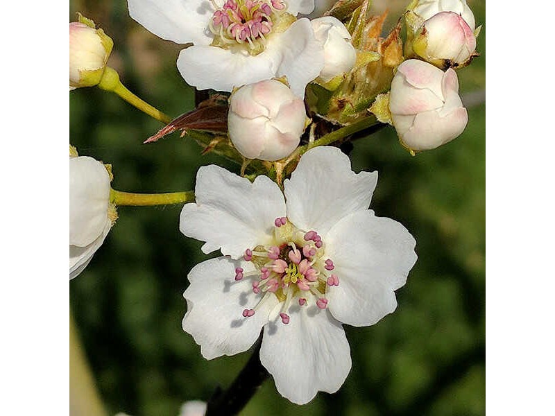 Japanese Pear or Nashi Pear Trees (Pyrus pyrifolia)