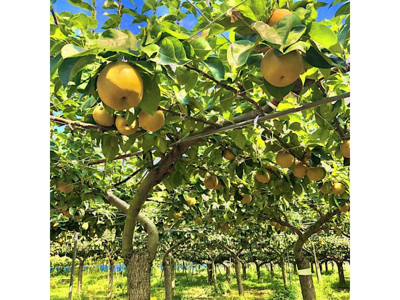 Japanese Pear or Nashi Pear Trees (Pyrus pyrifolia)