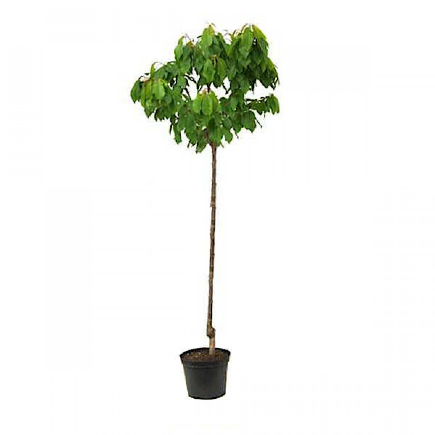 Sour Cherry Trees (Prunus cerasus L. - syn. Cerasus vulgaris)