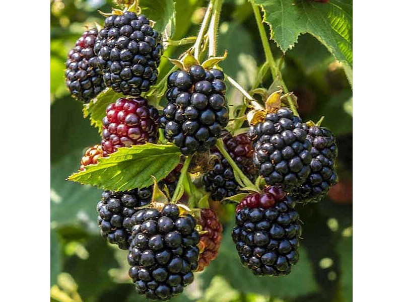 Shrubby Blackberry (Rubus fruticosus) Bush