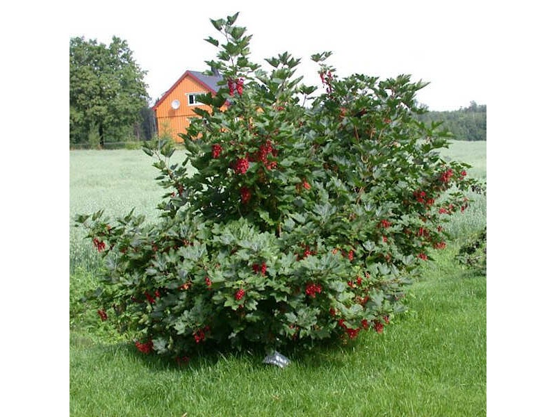 Redcurrant Bush Size