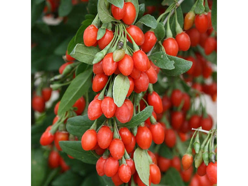 Chinese Wolfberry or Goji Berry (Lycium barbarum) Bush