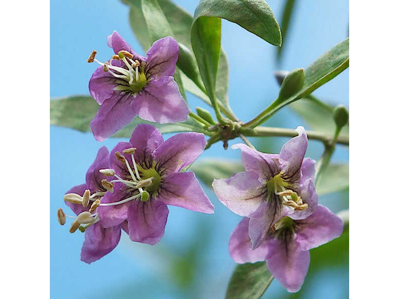 Chinese Wolfberry or Goji Berry (Lycium barbarum) Bush