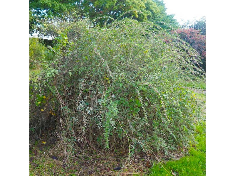 Chinese Wolfberry or Goji Berry (Lycium barbarum) Bush