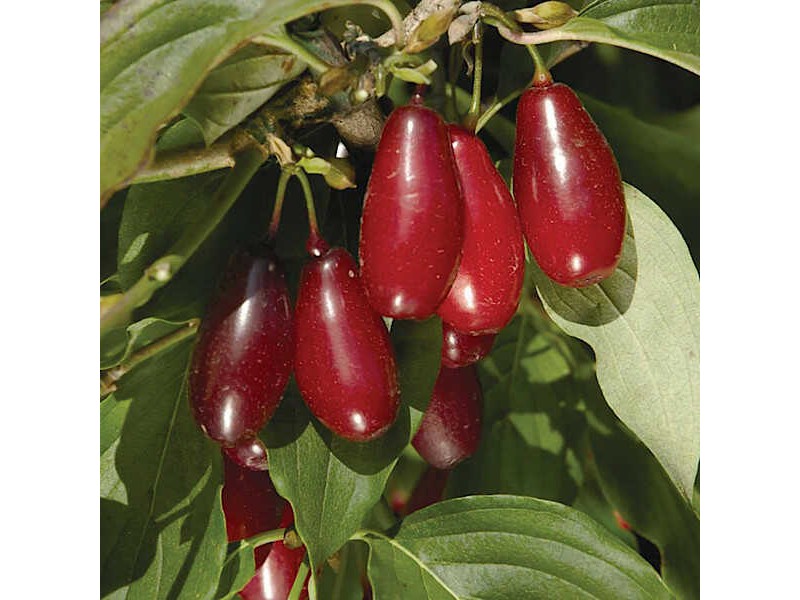 Cornelian Cherry Dogwood (Cornus mas) Bush