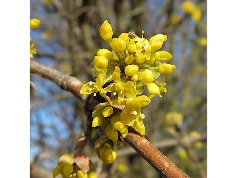 Cornelian Cherry Dogwood (Cornus mas) Bush