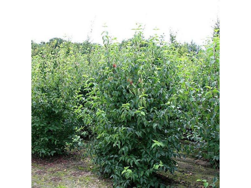 Cornelian Cherry Dogwood (Cornus mas) Bush