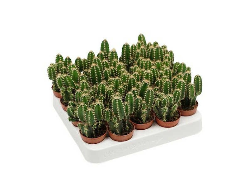Tipos De Cactus En Florida