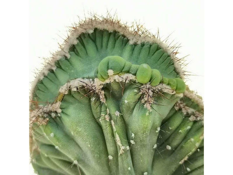 Peruvian Crested Cactus (Cereus peruvianus f. crested)