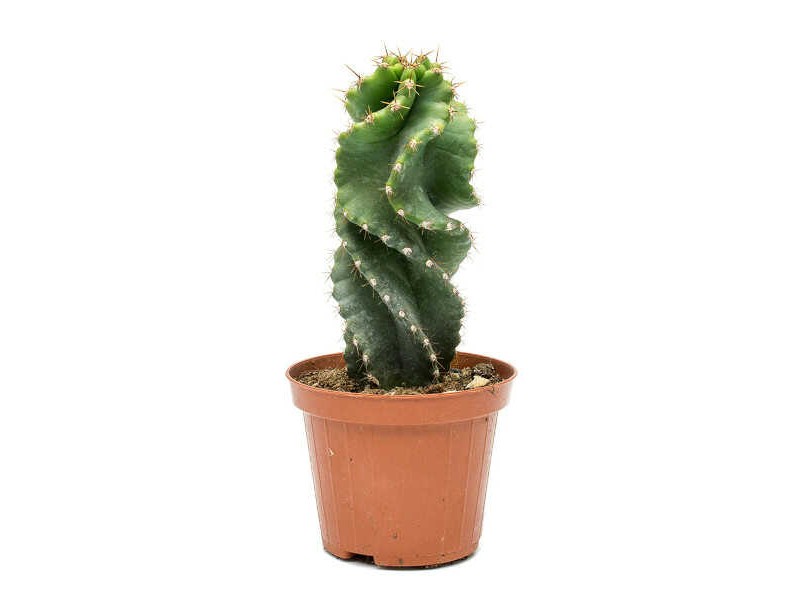 Spiral Cactus 'Spiralis' (Cereus forbesii 'Spiralis')