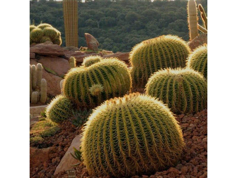 Εχινόκακτος (Echinocactus grussonii) Κάκτος - Κακτοειδή