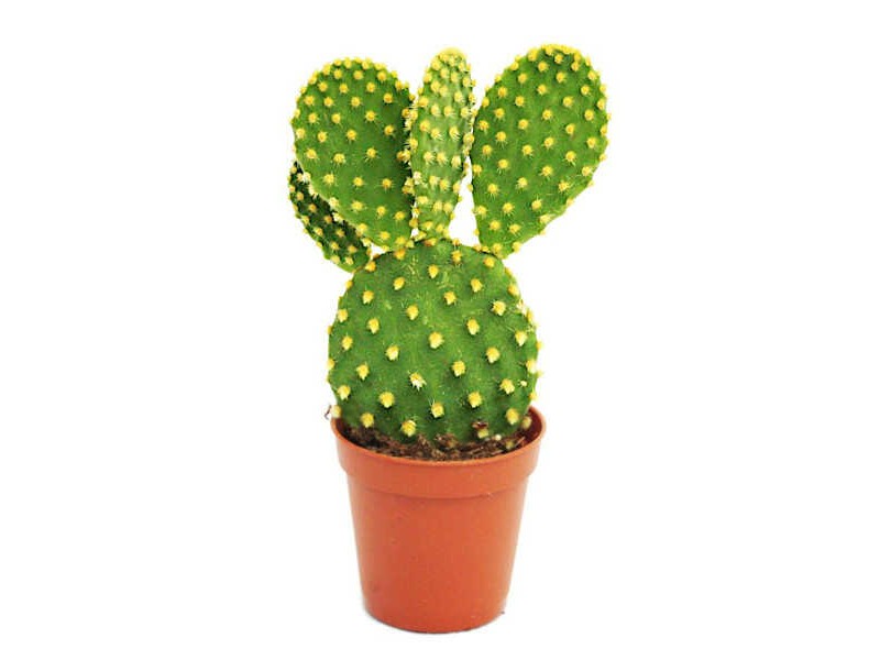 Οπουντία Κίτρινη Κάκτος-Opuntia microdasys-Yellow