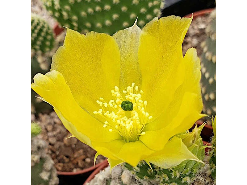 Οπουντία Κίτρινη Κάκτος-Opuntia microdasys-Yellow