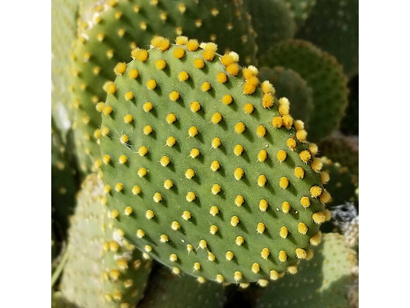 Οπουντία Κίτρινη Κάκτος-Opuntia microdasys-Yellow