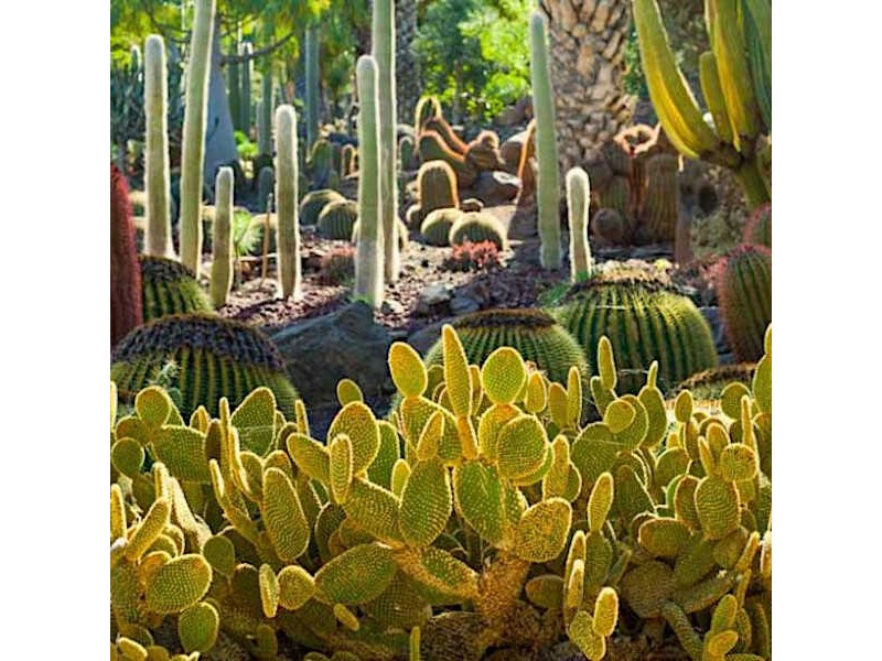 Οπουντία Κίτρινη Κάκτος-Opuntia microdasys-Yellow