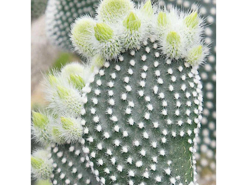 Οπουντία Albispina Κάκτος-Opuntia microdasys Albispina