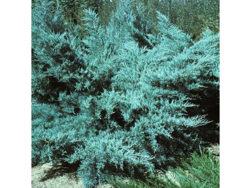 Blue Pfitzer Juniper (Juniperus chinensis 'Pfitzeriana Glauca')