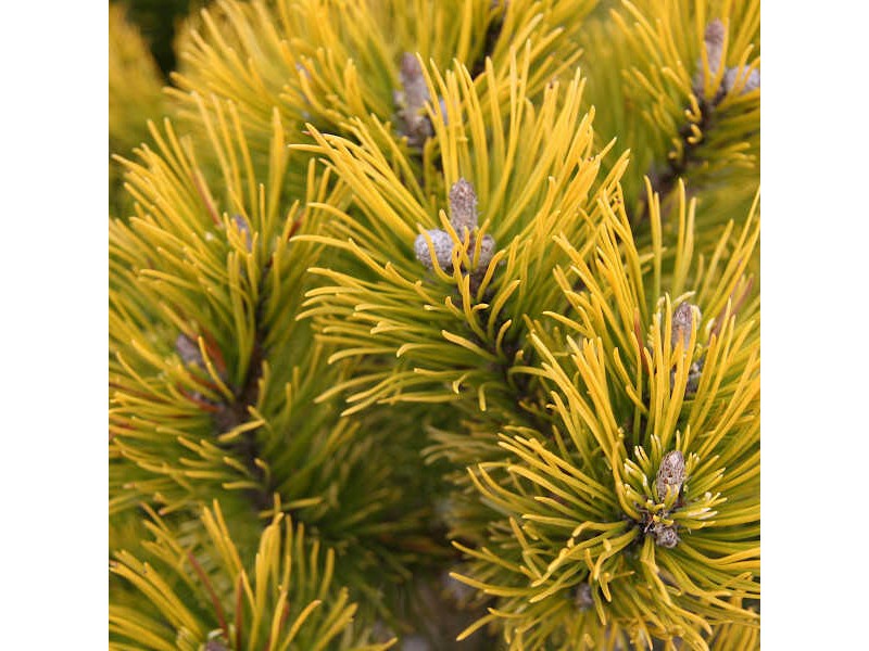 Pinus mugo 'Winter Gold' (Dwarf Mountain Pine)