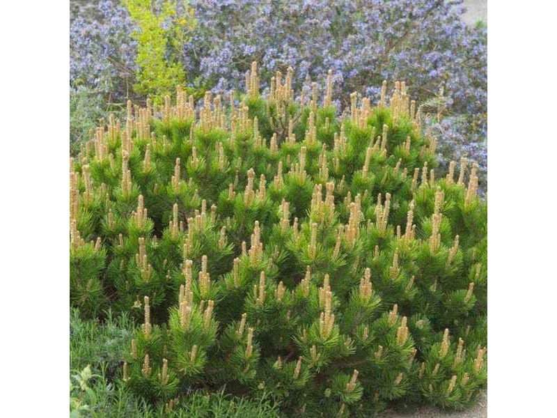 Dwarf Mountain Pine (Pinus mugo 'Mughus') Shrub