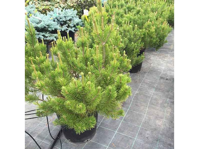 Dwarf Mountain Pine (Pinus mugo 'Mughus') Shrub