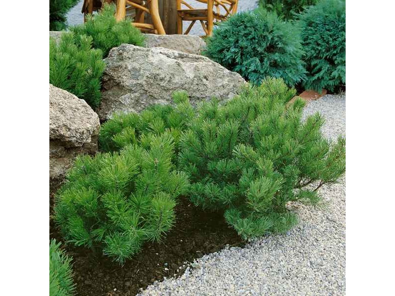 Dwarf Mountain Pine (Pinus mugo 'Mughus') Shrub