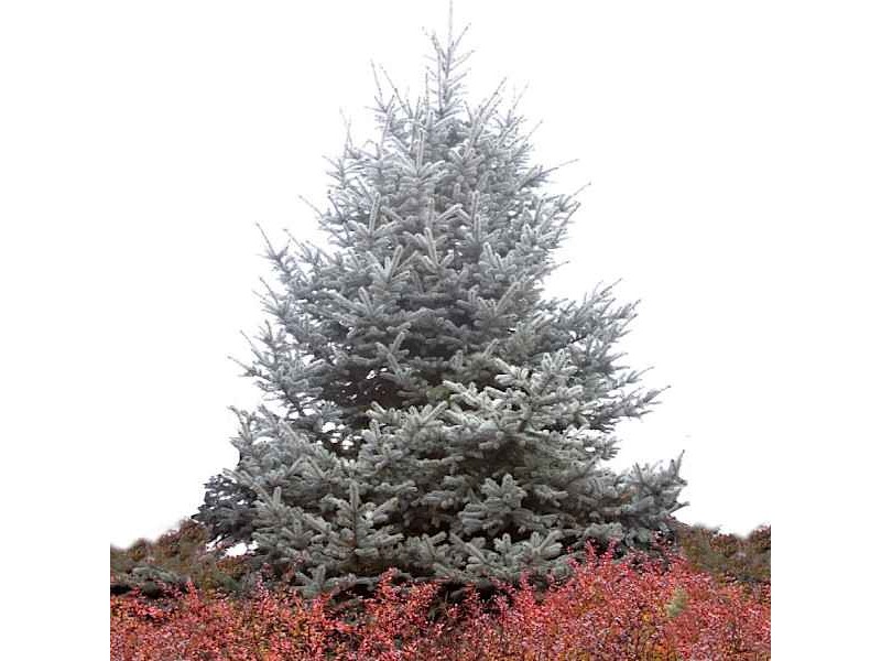 Hoopsii Blue Spruce-Picea pungens 'Hoopsii-Conifer Tree