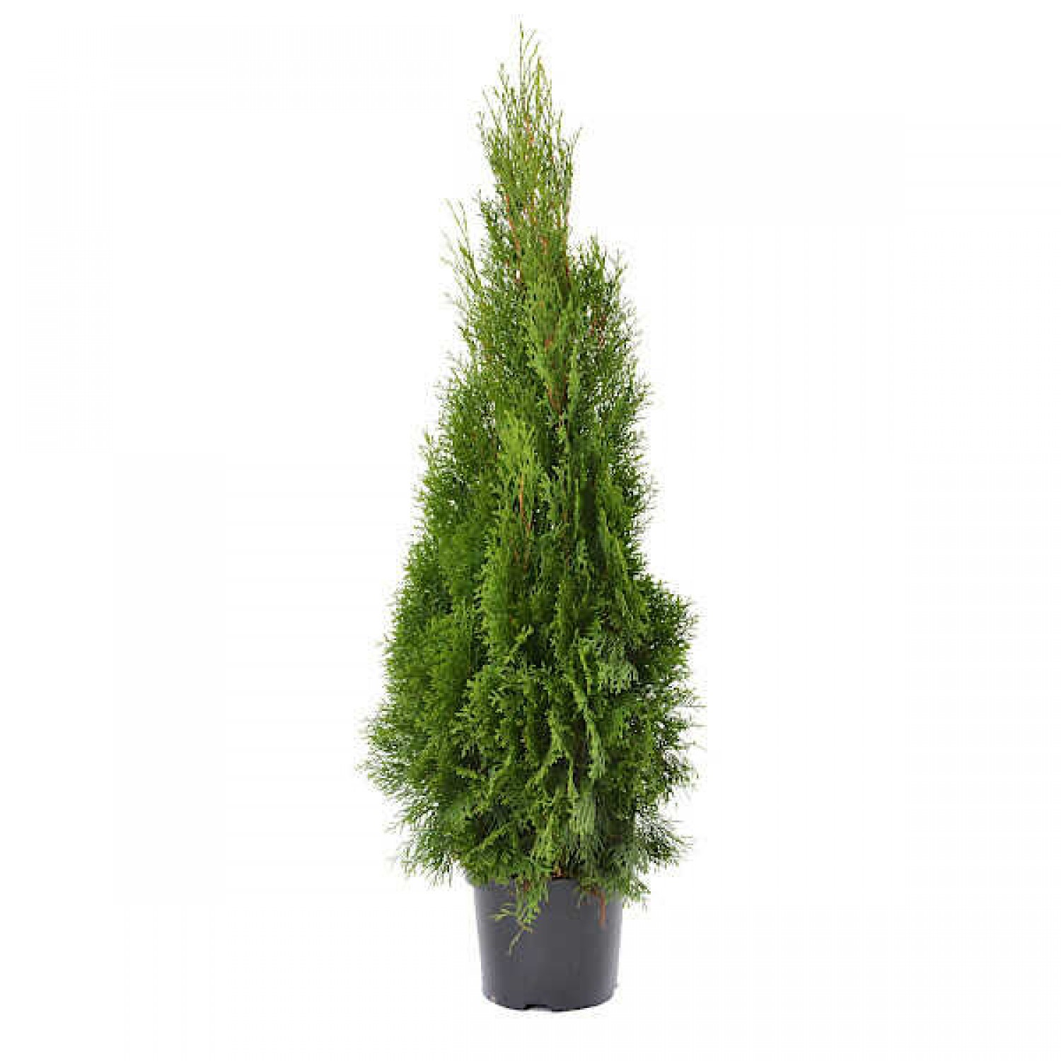Emerald Green Arborvitae (Thuja occidentalis 'Smaragd') Trees