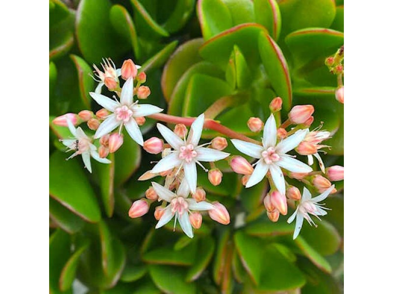 Miniature Jade Plant (Crassula ovata 'Minor') - Succulent