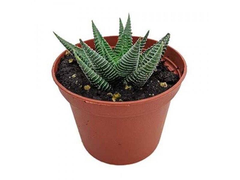 File Leafed Haworthia (Haworthia limifolia) Succulent
