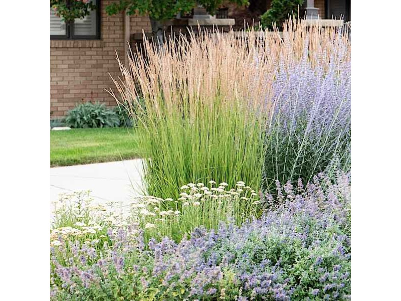 Karl Foerster Feather Reed Grass-Calamagrostis x acutiflora 'Karl Foerster'