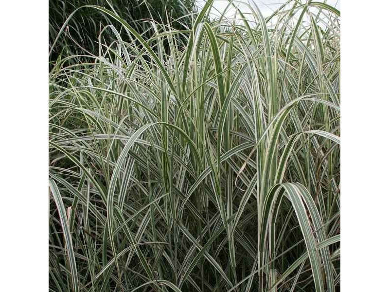 Variegated Miscanthus (Miscanthus sinensis 'Variegatus') Plant